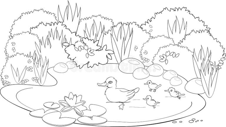 Coloring duck pond stock vector. Illustration of aquatic - 61553310