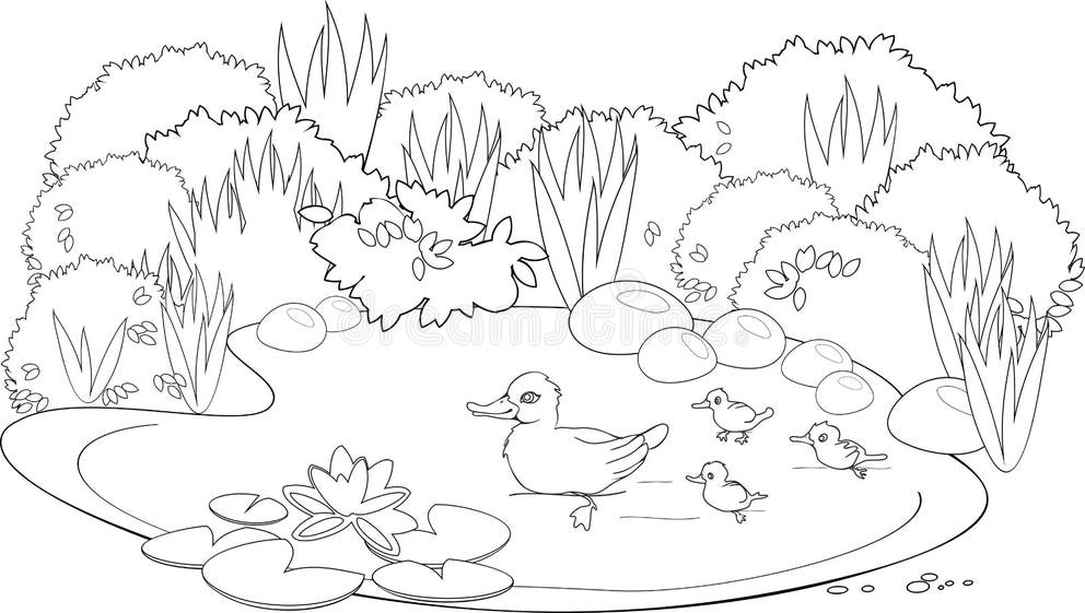 Coloring duck pond stock vector. Illustration of aquatic - 61553310
