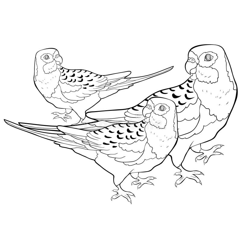 Crimson Rosella Stock Illustrations – 39 Crimson Rosella Stock ...