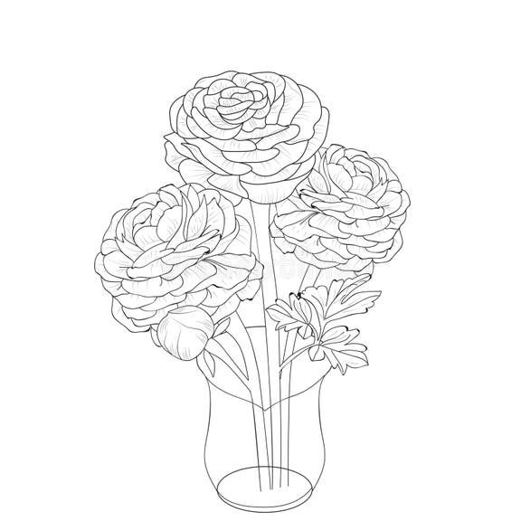 Ranunculus Flower Drawing Hand Draw Flower Vase Illustration, Vector ...