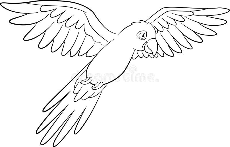 Macaw Outline Wing Stock Illustrations – 910 Macaw Outline Wing Stock ...