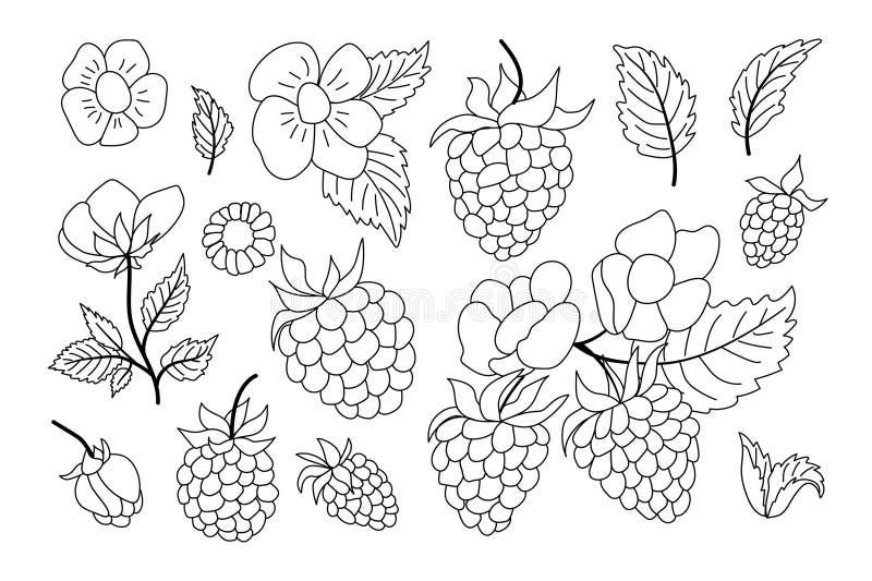 Coloring Page Featuring Various Raspberry Plants and Flowers in ...