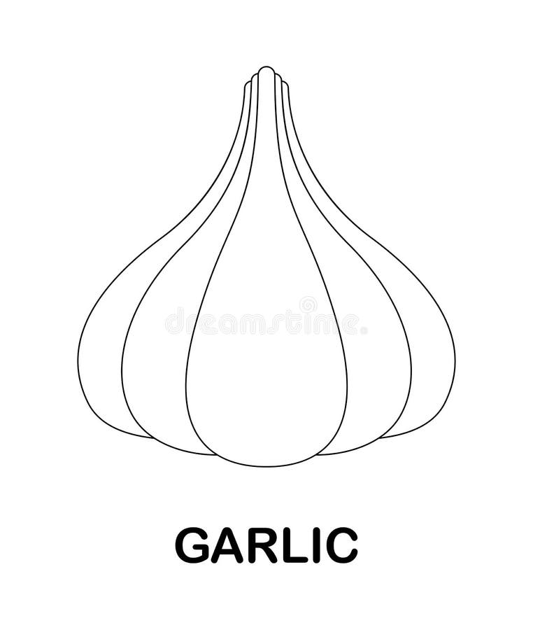 Coloring Page with Garlic for Kids Stock Vector - Illustration of ...