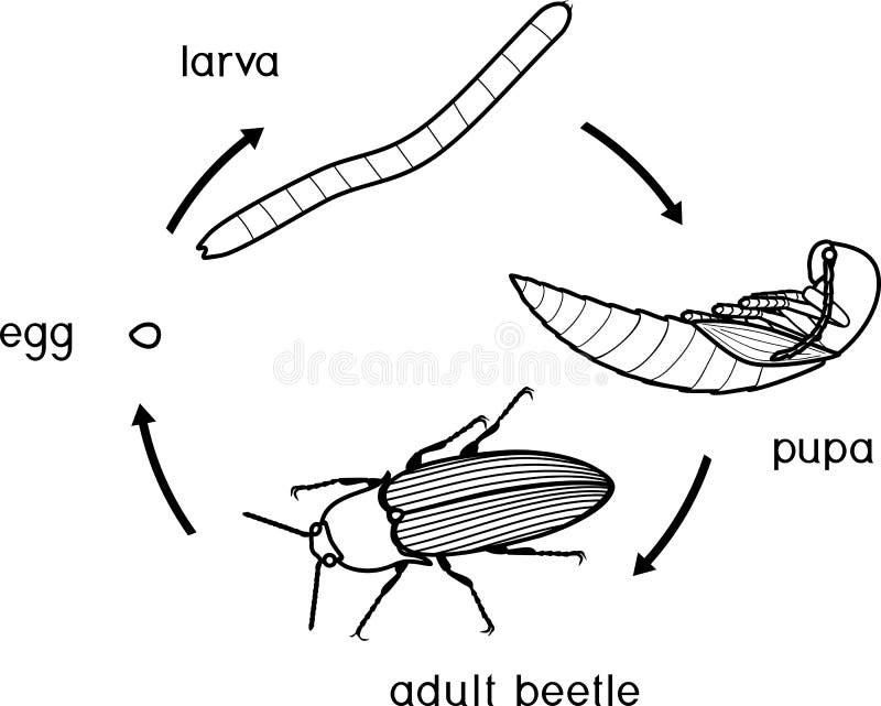 Life Cycle of Click Beetle Wireworm. Stock Vector - Illustration of ...