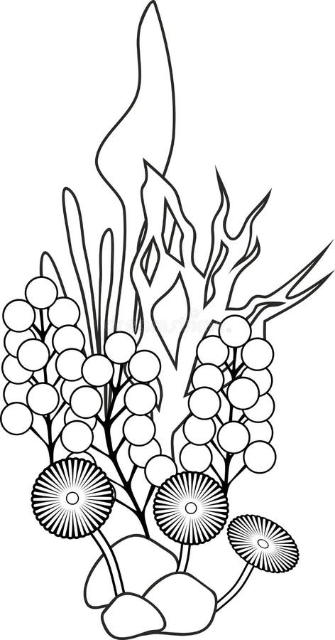 Coloring Page. Marine Algae on Stones Stock Vector - Illustration of ...