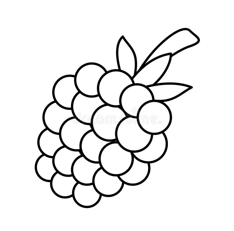 Coloring Page. Raspberry. Black and White Cartoon Raspberry. Vector ...