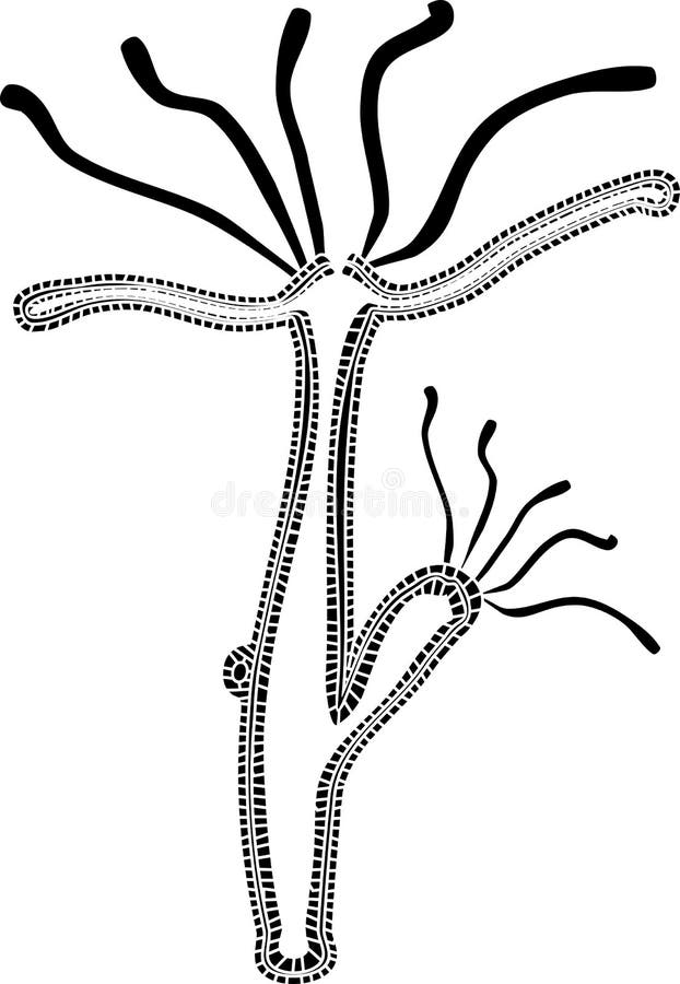 Coloring Page with Structure of Hydra Polyp Stock Vector - Illustration ...