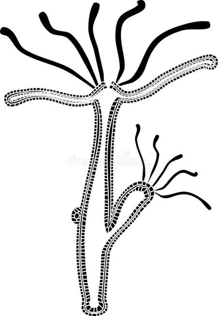 Hydra Polyp Stock Illustrations – 85 Hydra Polyp Stock Illustrations ...