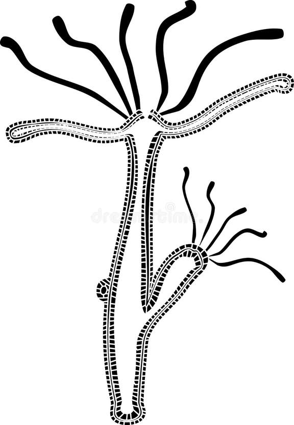 Hydra Polyp Stock Illustrations – 85 Hydra Polyp Stock Illustrations ...