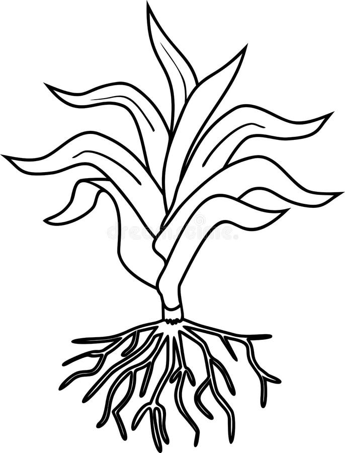 Young Corn Maize Plant with Leaves and Root System Stock Vector ...