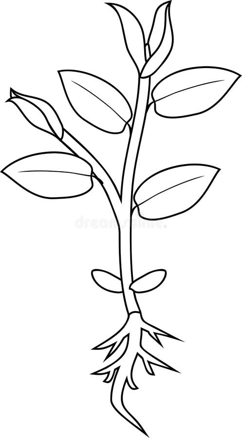Root Vegetables Coloring Pages Coloring Pages