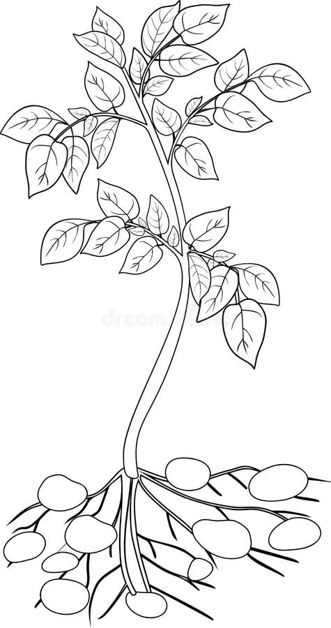 Potato Growing Line Drawing Stock Illustrations – 34 Potato Growing ...