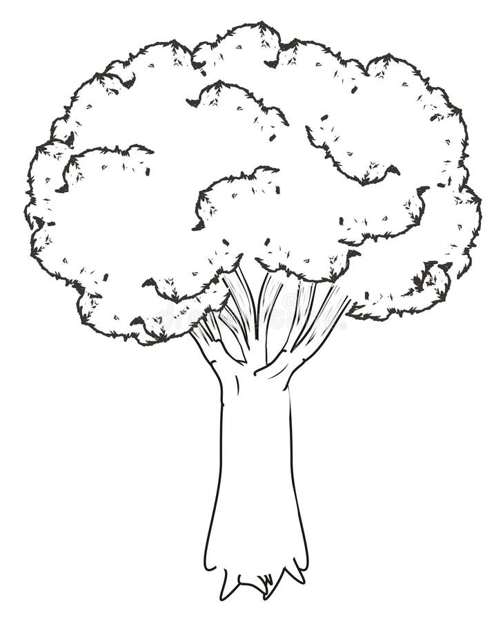 Not colored tree stock illustration. Illustration of wood - 104661759