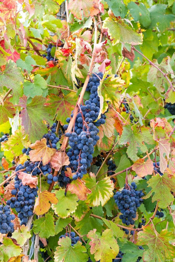 Coloring the vineyard stock photo. Image of vineyard - 60656906