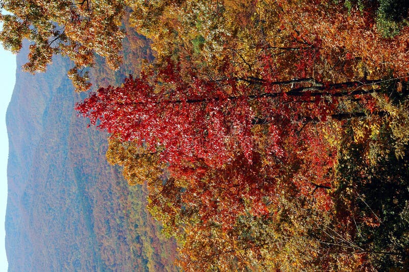 Colors of autumn stock image. Image of trees, park, scenic - 6974305