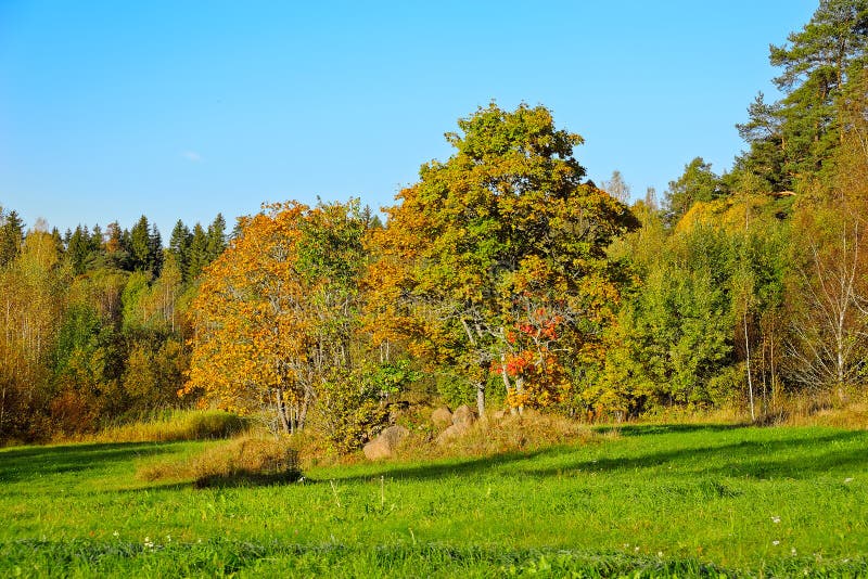 Colors of autumn stock photo. Image of forest, road, yellow - 50254034