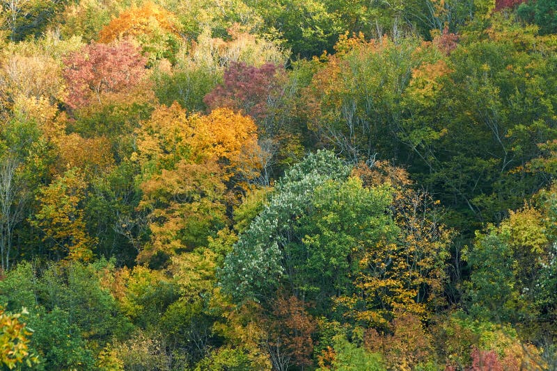 Colors of Autumn stock photo. Image of colors, autumn - 103014894