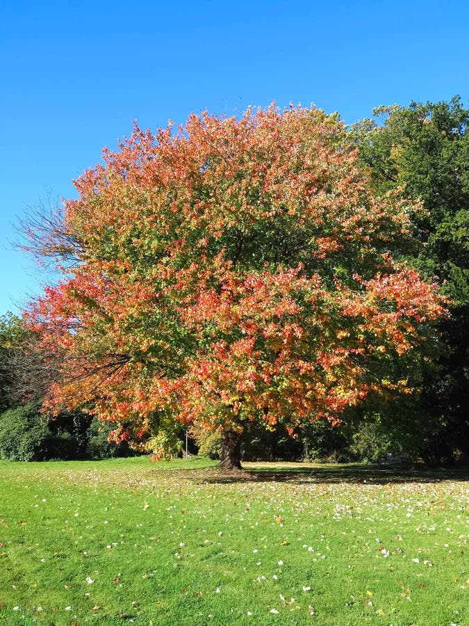Colors of Autumn Fall - Beautiful Maple Tree on a Meadow Stock Image ...