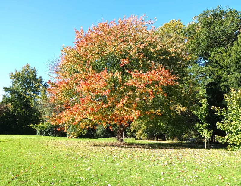 Colors of Autumn Fall - Beautiful Maple Tree on a Meadow Stock Image ...