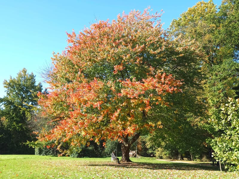 Colors of Autumn Fall - Beautiful Maple Tree on a Meadow Stock Image ...