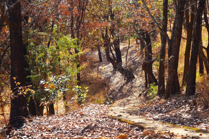 Colors of autumn stock image. Image of colors, pathways - 65754597