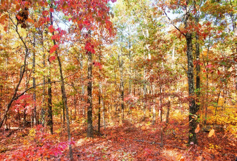 Beautiful Vibrant Autumn Fall Forest Scene Stock Photo - Image of brown ...