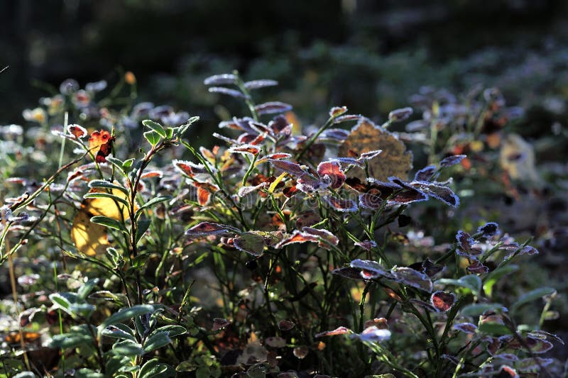 Colors of autumn grass stock image. Image of golden, park - 65614505