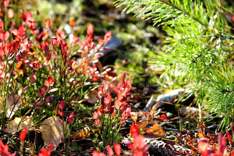 Colors of autumn grass stock image. Image of beautiful - 66138415
