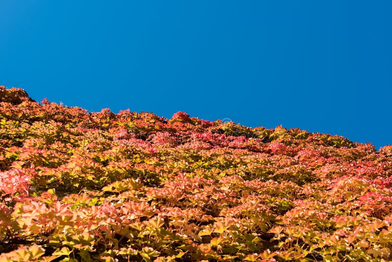 Colors of Autumn - Ivy Leafs before Blue Sky Stock Photo - Image of ...