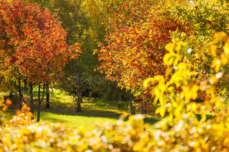 Colors of Autumn, Many Beautiful Trees in Forest Stock Image - Image of ...