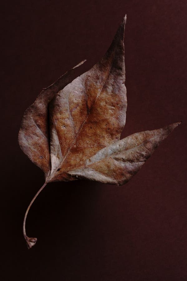 The Colors of Autumn - Rusty Leaf Stock Photo - Image of leaves, frost ...