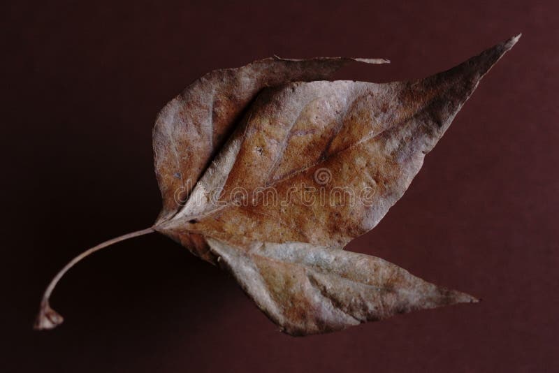 The Colors of Autumn - Rusty Leaf Stock Photo - Image of color, rusty ...