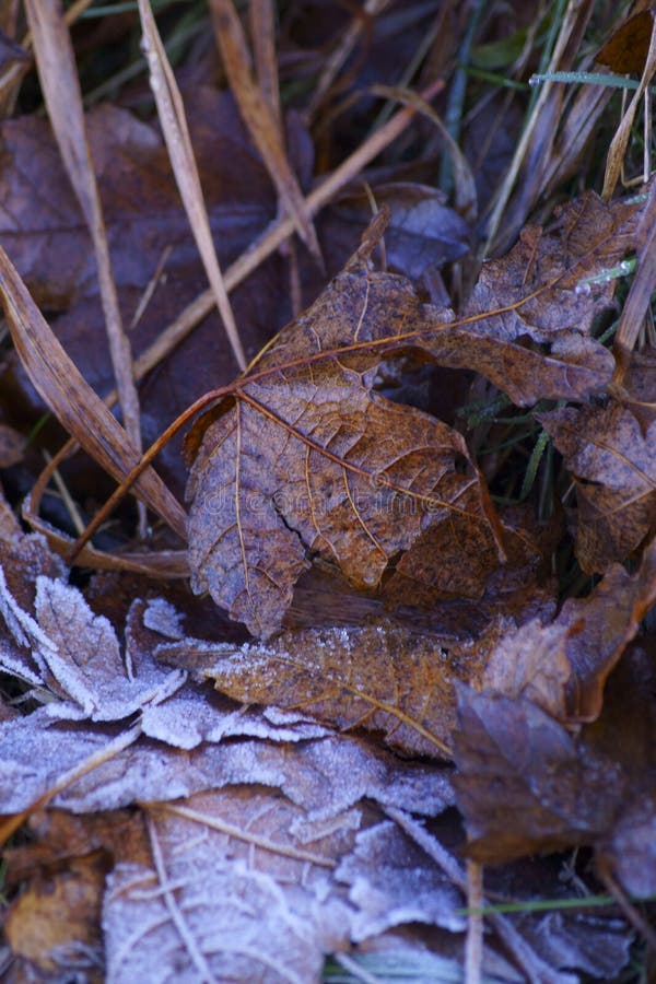 Autumn Rusty Grape Leaves and Grapes on a Sunny Day Stock Image - Image ...