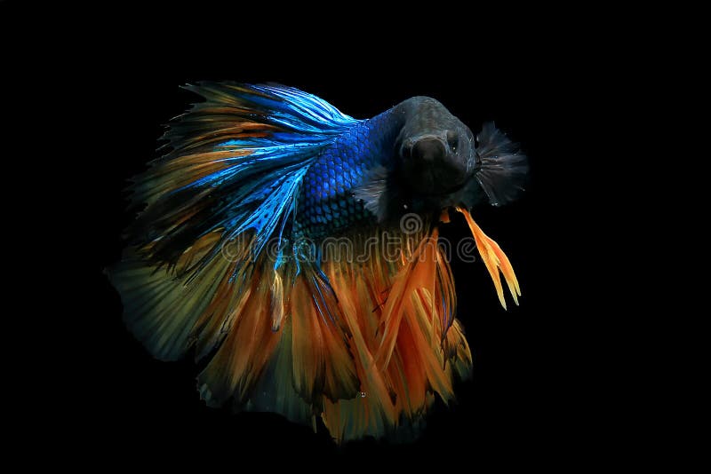 Colors of beta fish stock photo. Image of cupang, colors - 109993560