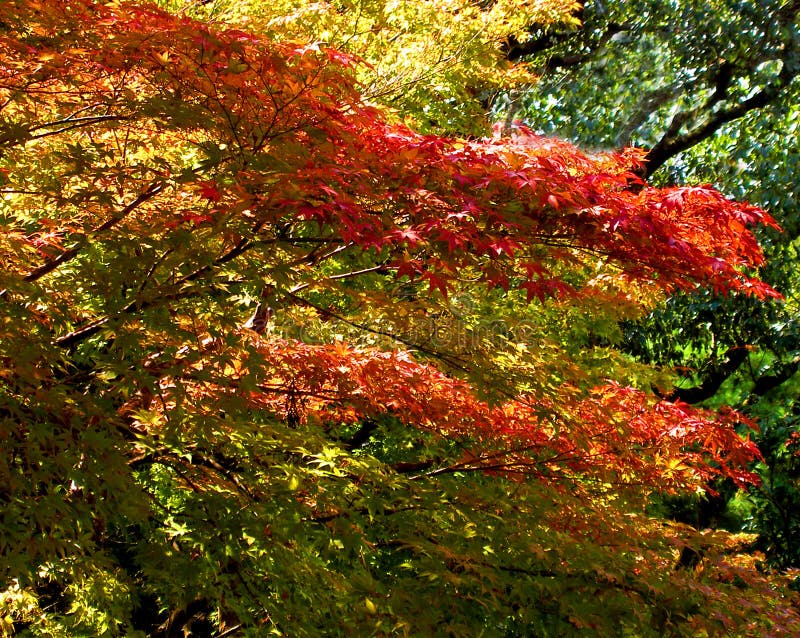 Autumn Landscape. Forest and Autumn. Fall Colors in a Tree, in the ...