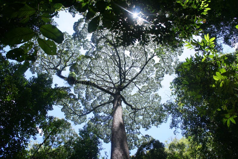 Colors of Borneo stock photo. Image of tourism, mount - 16579446