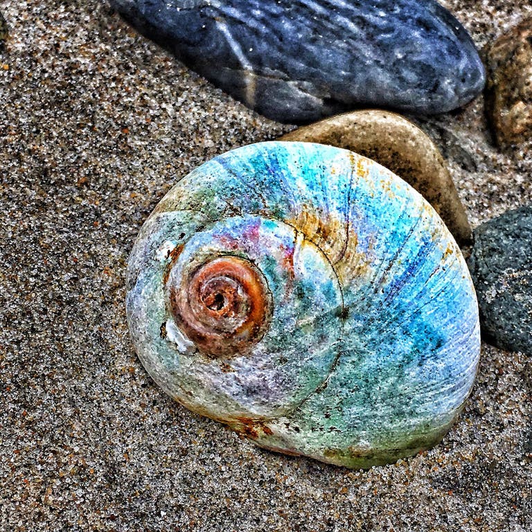 Colors of the Conch stock image. Image of colors, ocean - 109146405