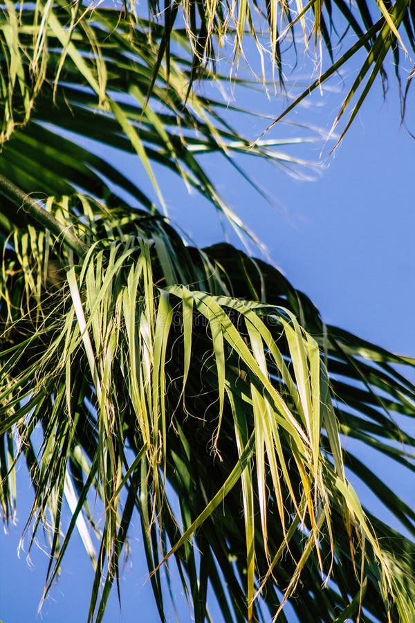 Colors of Cyprus stock image. Image of building, branch - 175132799