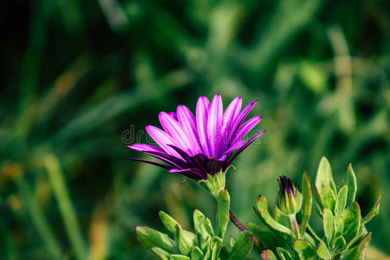 Colors of Cyprus stock photo. Image of ecology, color - 174832598