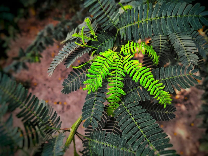 Colors Difference stock image. Image of nature, difference - 111162875