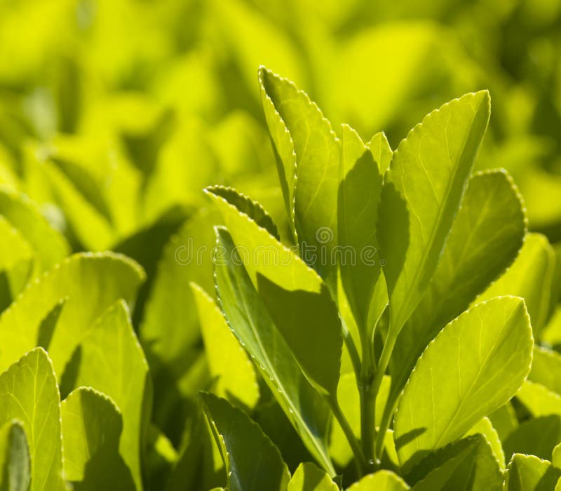 The Colors Of Early Spring Picture. Image: 8464940