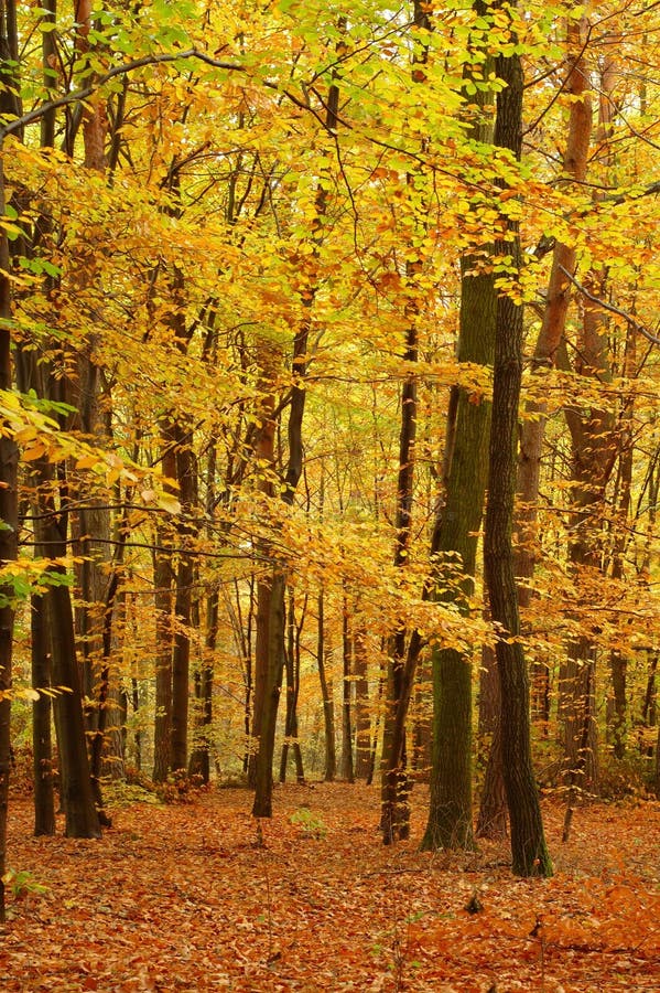 Colors of Fall stock image. Image of trees, landscape, fall - 430069