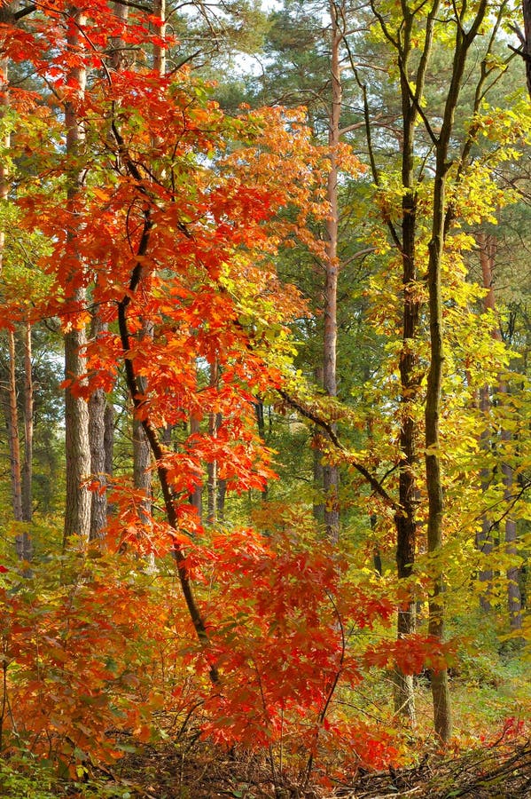 Colors of Fall stock image. Image of trees, landscape, fall - 430069