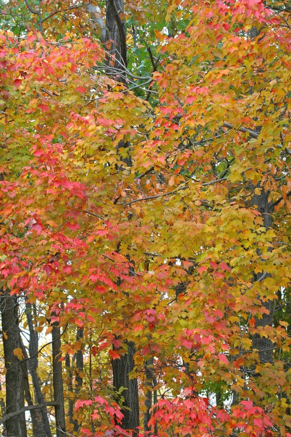 Middle Fork Colors stock photo. Image of beauty, trees - 1637782