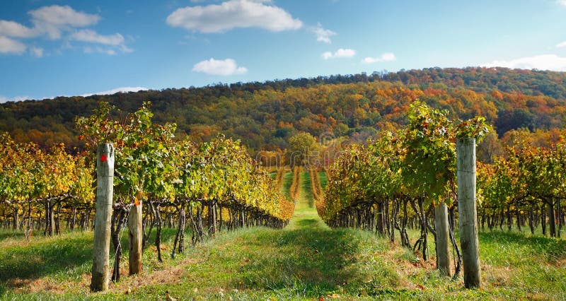 The Vineyard in Autumn stock image. Image of scenic - 158350313