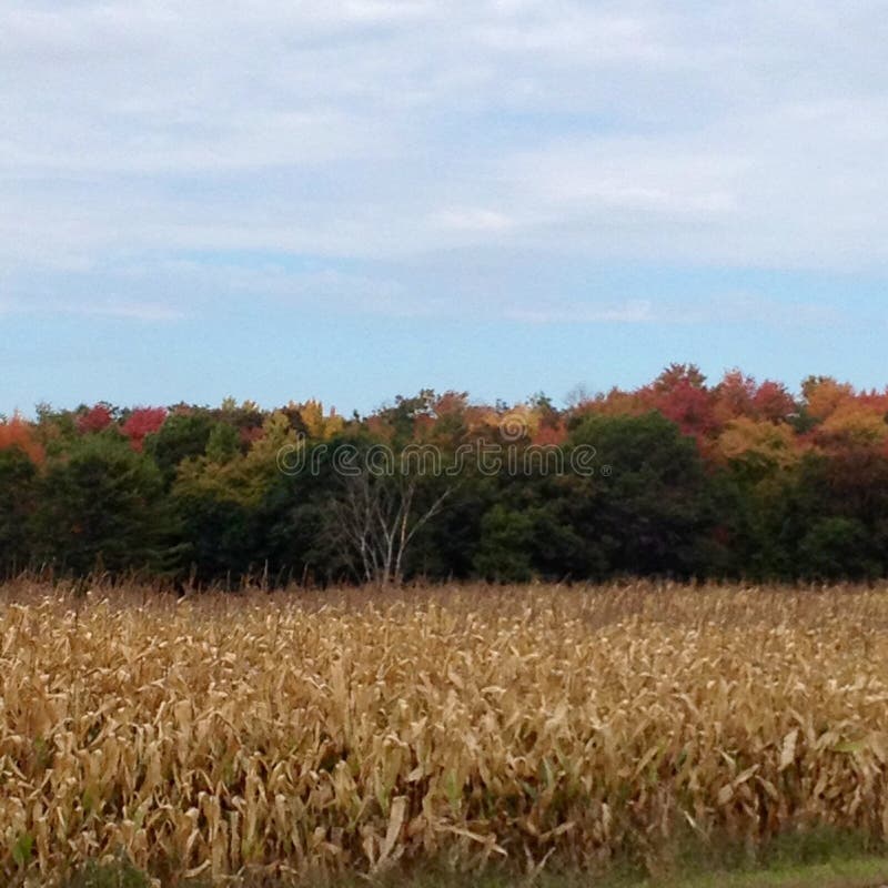 The colors of fall stock image. Image of fall, corn, trees - 82785649