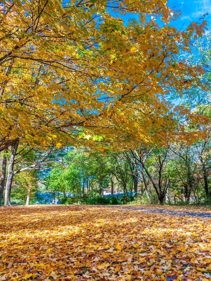 Colors of the fall foliage stock photo. Image of bright - 102369716