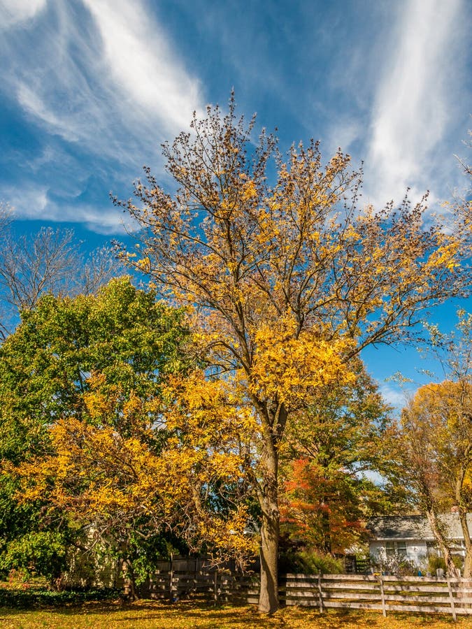 Colors of the fall foliage stock photo. Image of foliage - 102369860