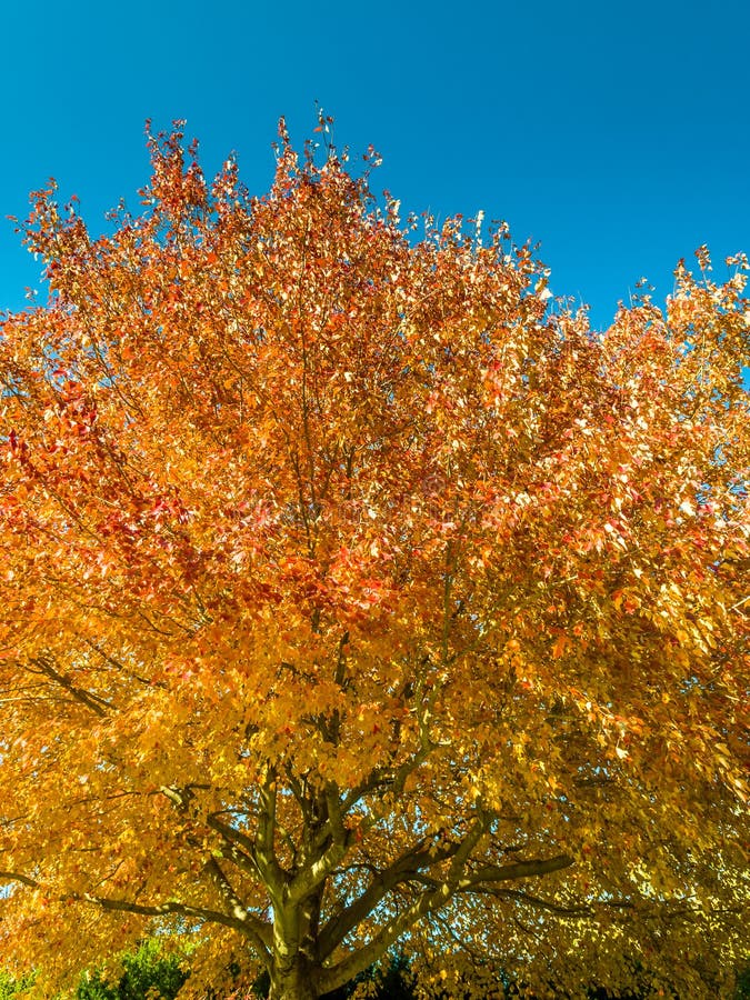 Colors of the fall foliage stock image. Image of october - 102369613