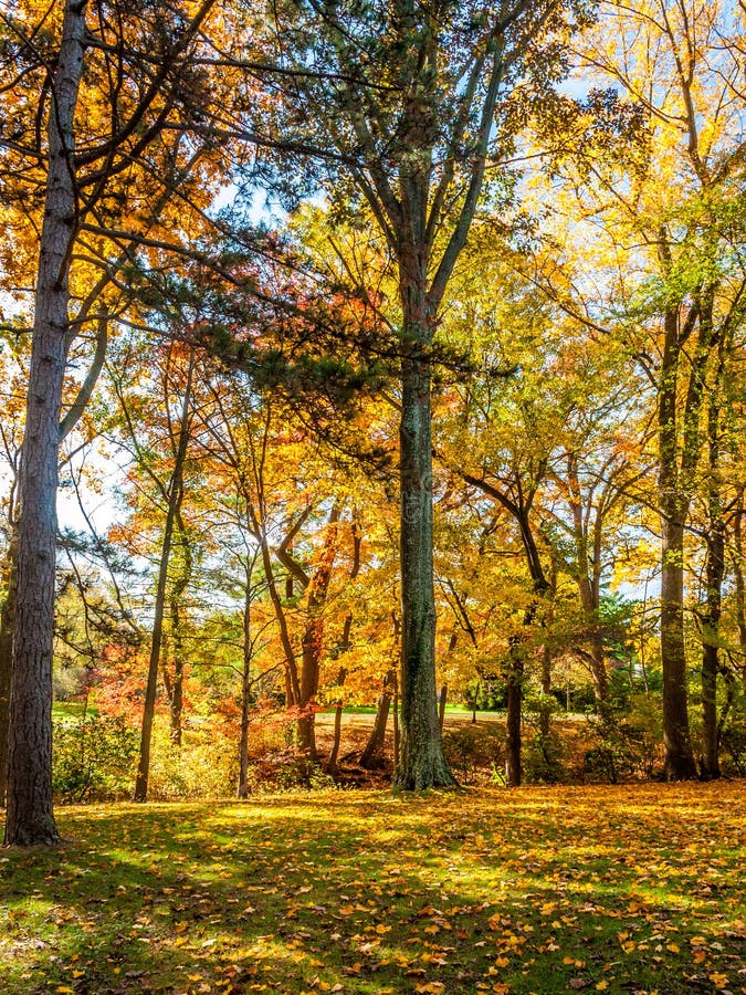 Colors of the fall foliage stock photo. Image of leaves - 102369838